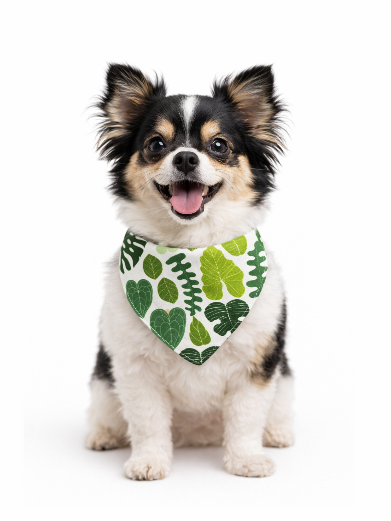 Paw Collection – Sola Boutique